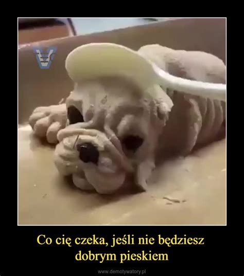 Co cię czeka jeśli nie będziesz dobrym pieskiem Demotywatory pl