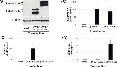 Detection Of Hvegf A And Hvegf A In Cell Culture Media By Western