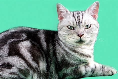サバトラってどんな柄の猫いぶし銀な魅力たっぷりのその特徴や性格を解説 ライブドアニュース