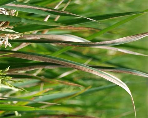 Bacterial Blight IRRI Rice Knowledge Bank
