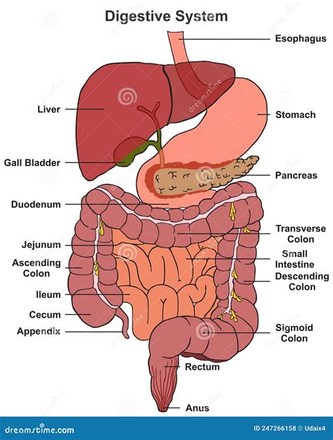 Estructura De Anatomía Del Sistema Digestivo Humano Y Diagrama