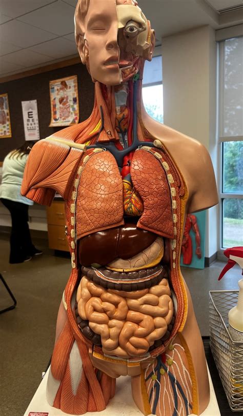 Torso Model A A P Lab Exam Diagram Quizlet