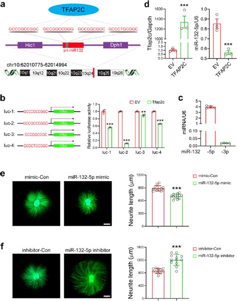 Tfap C Targets Mir P To Regulate Neurite Extension A