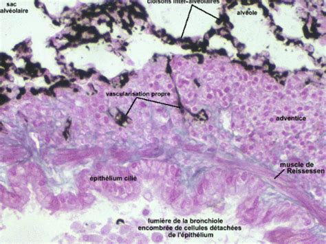 Le Poumon LABORATOIRE D HISTOLOGIE Et D EMBRYOLOGIE