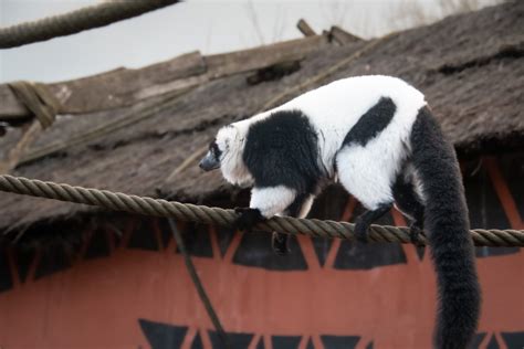Black And White Ruffed Lemur Free Stock Photo Public Domain Pictures