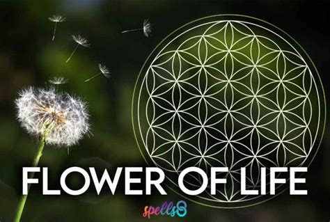 Sacred Geometry Flower Of Life Meaning Best Flower Site