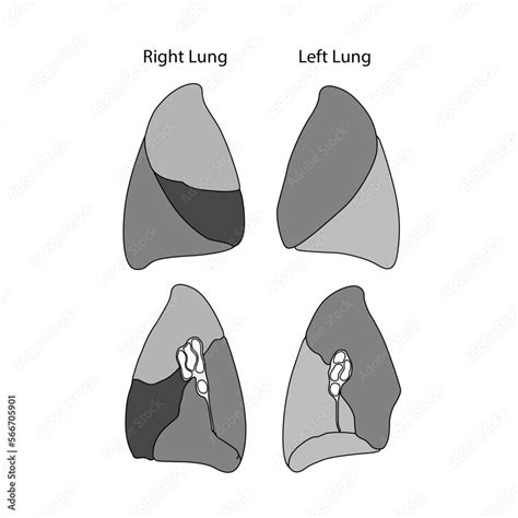 Vector Diagram Of The Lung Including Both Left And Right Lobes With