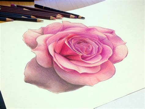Colored Pencil Drawings Of Roses Pencildrawing
