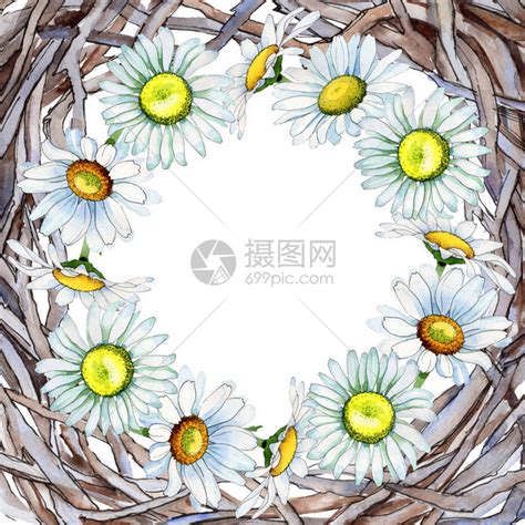 水彩风格的野花洋甘菊花框插画图片下载 正版图片502735814 摄图网