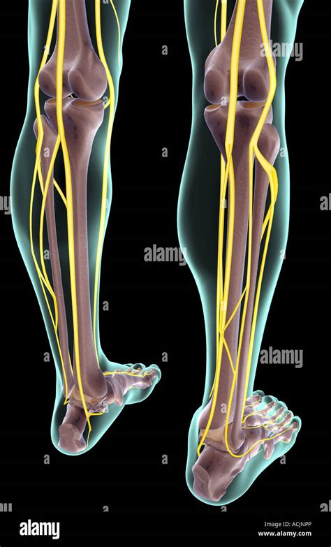 Human Leg Nerves Hi Res Stock Photography And Images Alamy