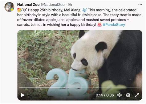 美香25岁生日快乐 华盛顿 大熊猫 动物园