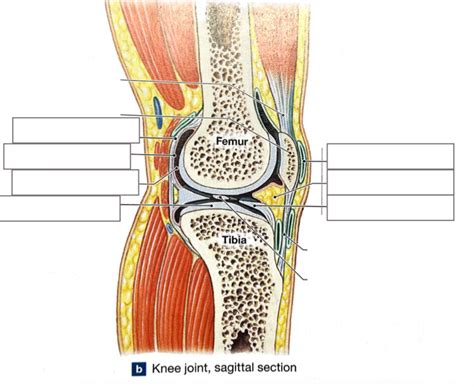 Knee Joint Sagittal Section Diagram Quizlet
