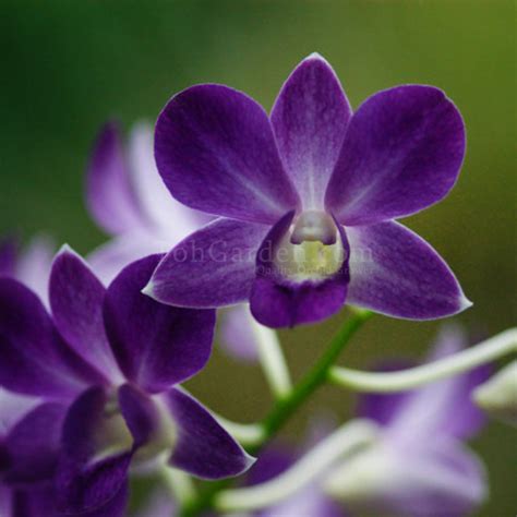 Dendrobium Archives Page 3 Of 3 Toh Garden