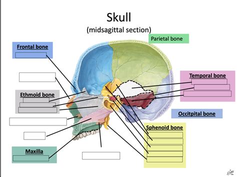 Lab Skull Midsagittal Section Diagram Quizlet