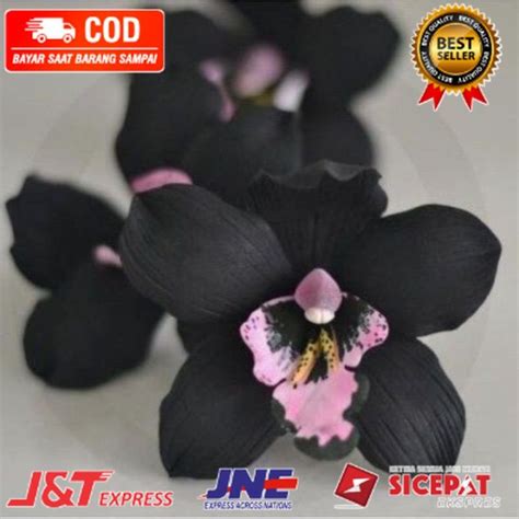 KNOP SPIKE ANGGREK DENDROBIUM BLACK PAPUA Sudah Knop Spike