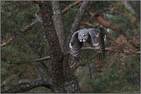 Jagdflug Bartkauz Strix Nebulosa Kurz Nach Dem Abstoss Von Seiner