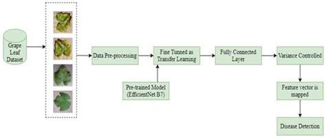 sensors free full text recognition of leaf disease using hybrid convolutional neural network