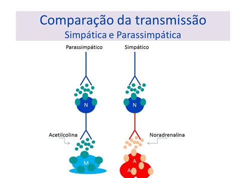 E Aulas Da USP Farmacologia Dos Receptores E Mediadores