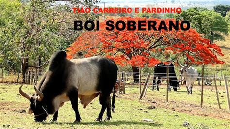 Artista TIÃO CARREIRO E PARDINHO Música BOI SOBERANO YouTube