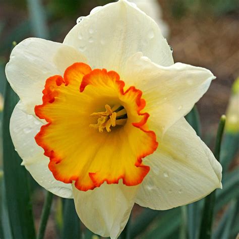 Narcissus Hawaiian Skies English Gardens
