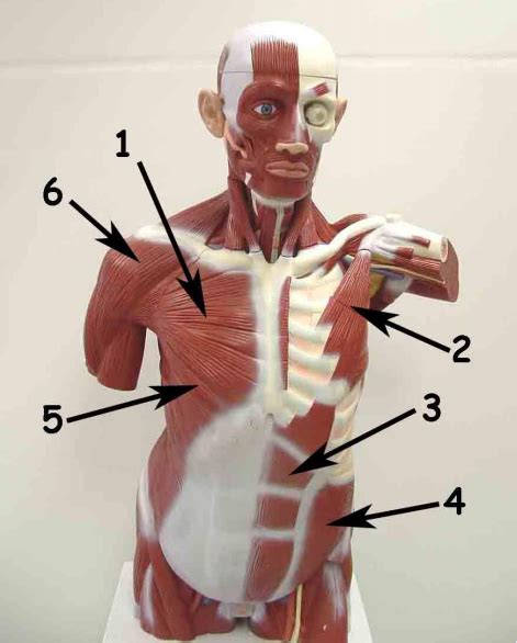 Torso Anterior Diagram Quizlet