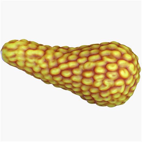 Human Pancreas Anatomy 3D Model TurboSquid 1841929
