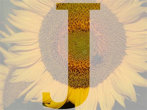 Letter J Of The Alphabet Made With A Sunflower Stock Image Image Of