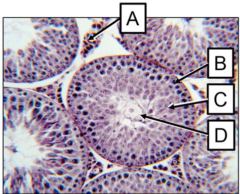 Male Histology Testis Diagram Quizlet