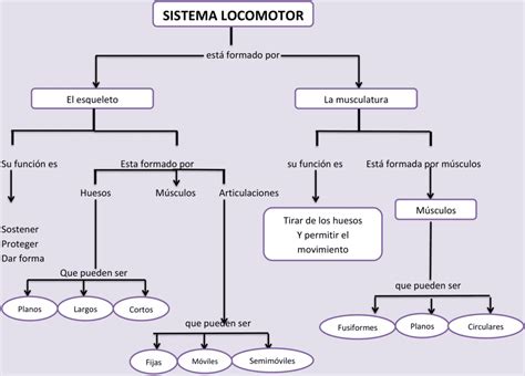 Mapa Conceptual Del Sistema Locomotor Flowchart Images And Photos