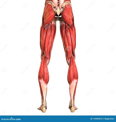 Anatomie Van Het Menselijk Lichaam Musculair Systeem Stock Illustratie
