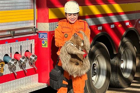 Semma realiza soltura de animais silvestres em áreas de mata preservada