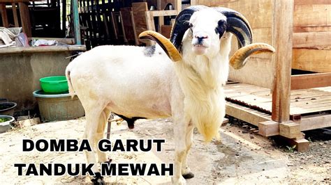 JUAL DOMBA GARUT MEWAH UNTUK QURBAN 2023 YouTube