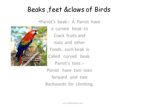 Beaks Feet Claws Of Birds Presentation Biology
