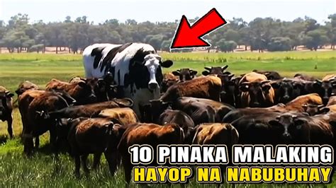 SAMPUNG PINAKA MALAKING HAYOP NA NABUBUHAY SA MUNDO 10 Abnormally
