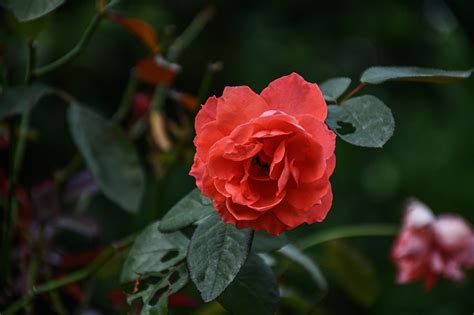 Red Rose Flower Plant Free Photo On Pixabay Pixabay