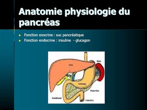 Anatomie physiologie du pancréas PDF ETUDE AZ