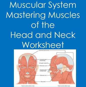 Muscular System Mastering The Muscles Of The Head And Neck Anatomy