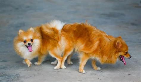 Por Qu No Se Deber A Separar A Los Perros Que Se Quedan Pegados