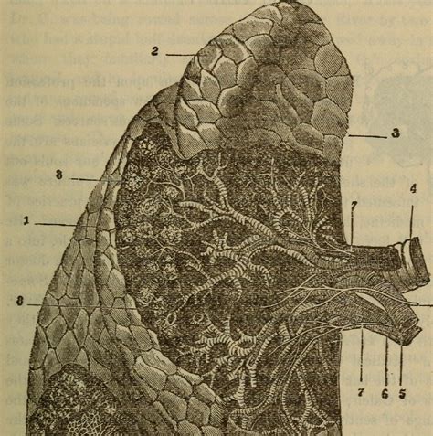 Alvéolos pulmonares características funciones y anatomía
