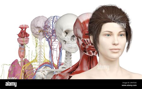 Blood Vessels Skeletal Muscle Hi Res Stock Photography And Images Alamy