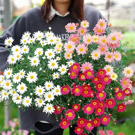 玛格丽特花苗盆栽带花苞菊花球菊大苗糖果玛大花阳台植物花卉雏菊 虎窝淘