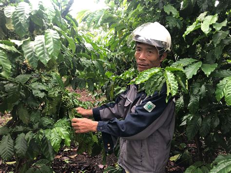 Làm Thế Nào Chăm Sóc Cây Cà Phê Mùa Mưa Lời Khuyên Từ Bác Nông 25 Năm