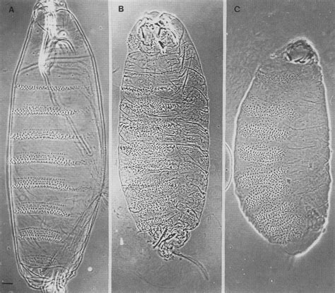 Ventral Surface Of Drosophila Embryos Photographed Under Phase Contrast