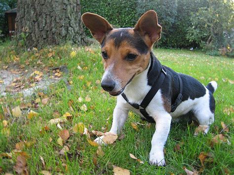 Jack Russell Wallpapers Wallpaper Cave