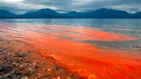 Una Marea Roja T Xica Mata A Cientos De Miles De Peces En Florida Y