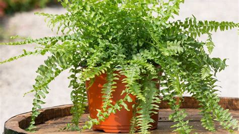 Plantas Para Minimizar El Calor En Tu Hogar The Home Depot Blog