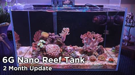 6G Nano Reef Tank With Hang On Filter No Skimmer 2 Month Update