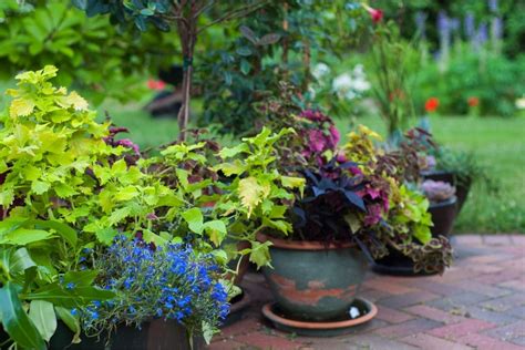 6 plantas que crescem rápido confira agora diversas espécies e