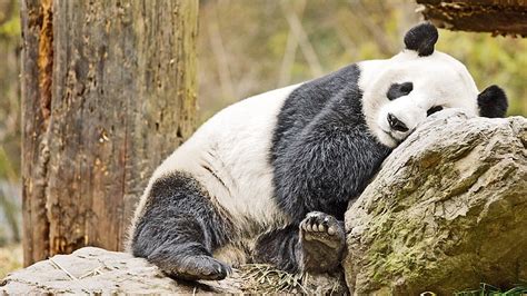Hd Wallpaper Baer Bears Panda Pandas Wallpaper Flare