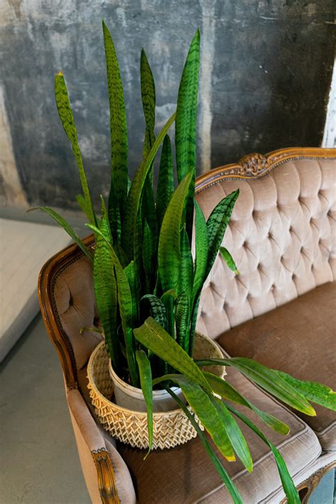 20 Plantas Que Atraem Sorte E Boas Energias Casa E Jardim Paisagismo